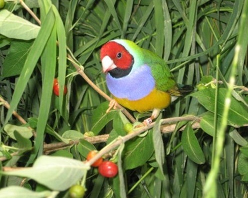 Advantages to Using Plant Remedies for Birds – Essential Bird